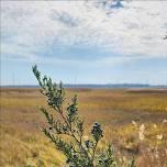 Trees Without Leaves: Winter Tree Identification Workshop | NewsBreak