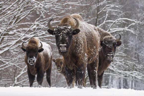 Largest Bison ‘Big Bull’ Ever Recorded - NewsBreak