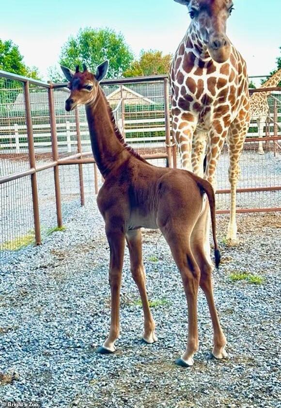 Sudden death of rare spotless giraffe at Tennessee zoo sparks ...