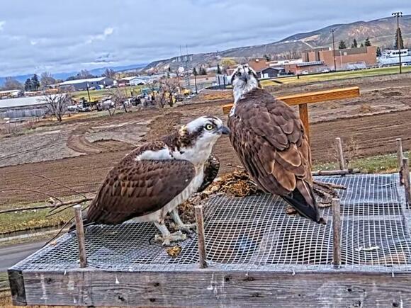 WATCH LIVE: Idaho Fish & Game now streaming Osprey nest in Salmon ...