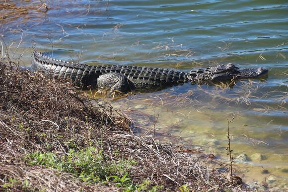 The 5 U.S. Lakes Where Alligators Are Making a Comeback - NewsBreak