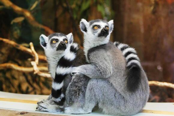 Top 10 Animals and Wildlife in Madagascar - NewsBreak