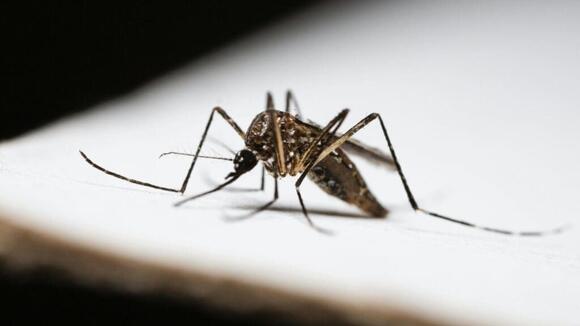 This is the most mosquito-infested city in the US and it’s not FL or TX ...