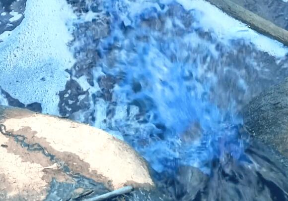 São Paulo’s Blue Wildlife As A Result Of A Chemical Spill - NewsBreak