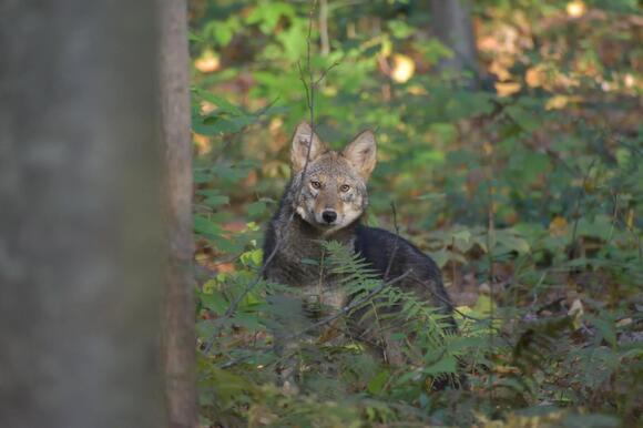 What Animals Eat Deer? 15 Top Predators That Hunt Deer - NewsBreak