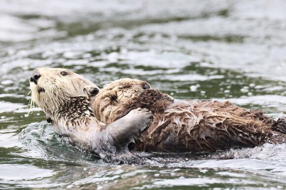 The Surprising Way Sea Otters Use Rocks as Tools - NewsBreak