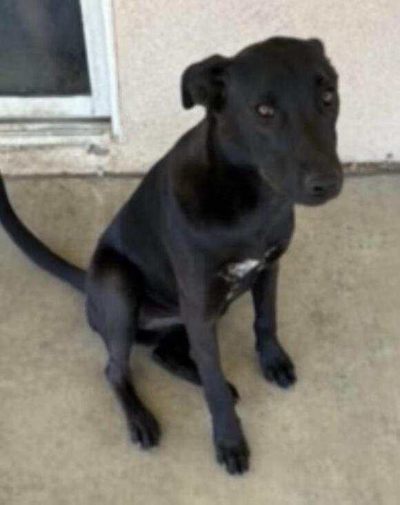 🐶 Playful, Loyal & Loving Dogs Ready for Adoption in Hemet - NewsBreak