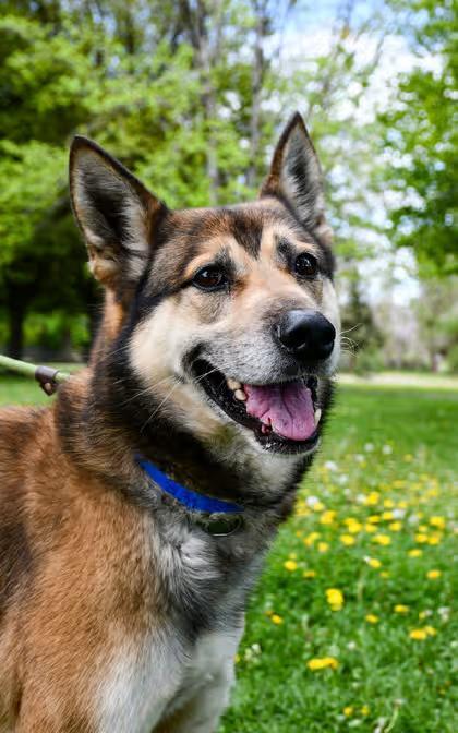 🐶 Playful, Gentle & Loyal Dogs Ready for Adoption in Yakima - NewsBreak