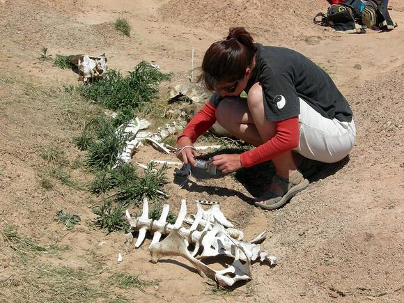 What the Gaps in the Fossil Record Really Mean - NewsBreak