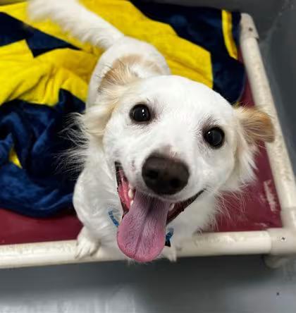 🐶 Gentle Mixed-Breed Dogs Waiting for Homes in Adrian, MI - NewsBreak