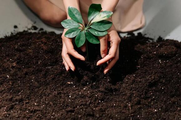 10 Common Soil Mistakes That Are Quietly Stunting Your Tomato Plants ...