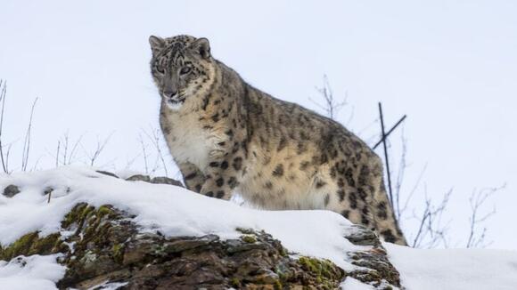 Can We Save the Snow Leopard Before It Disappears? - NewsBreak