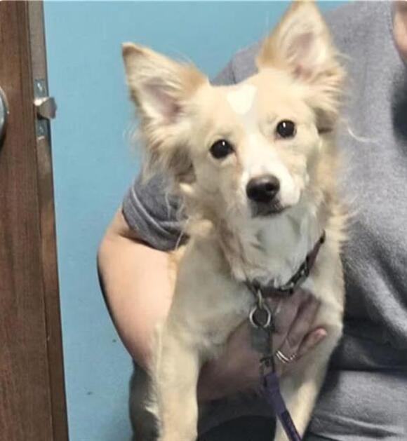 🐶 Playful, Loyal & Loving Dogs Ready for Adoption in Houston - NewsBreak