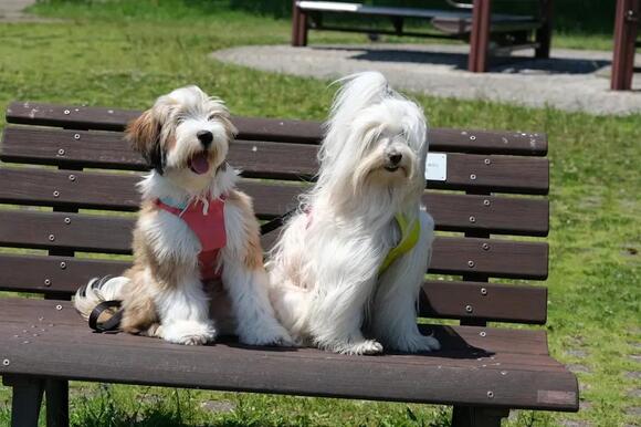 10 Biggest Grooming Mistakes People Often Make With Their First Dogs ...