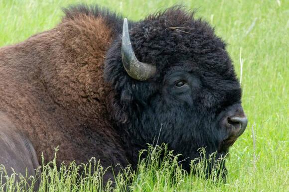 6 States Where The Most Bison Roam - NewsBreak