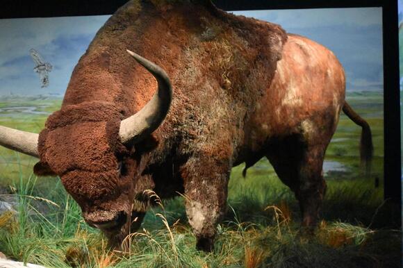 The Giants of Yukon: Ice Age Beasts and the Permafrost That Preserves ...