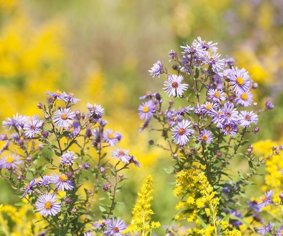 Fireflies Love This Native Flower – And Its Golden Blooms Light Up ...
