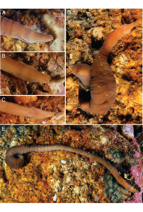 Meet the Accordion Worm—A Shape-Shifting Marine Predator Hidden for ...