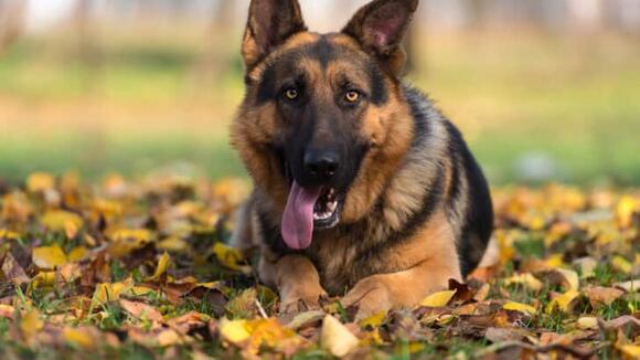 10 Guard Dog Breeds for Home Security in the USA - NewsBreak