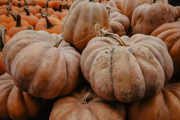 Pumpkins, Photos & Fun: East Texas Fall Favorites - NewsBreak