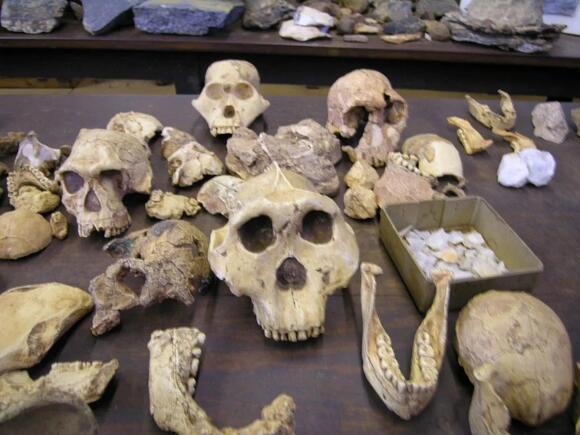 6 Fossils That Show Evidence of Scavenging — and Who Did It - NewsBreak