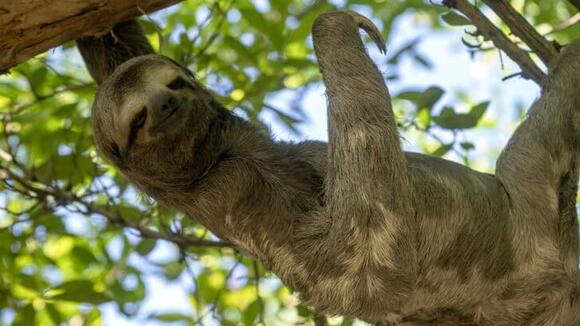 How Sloths Help Support Mini-Ecosystems in Their Fur - NewsBreak