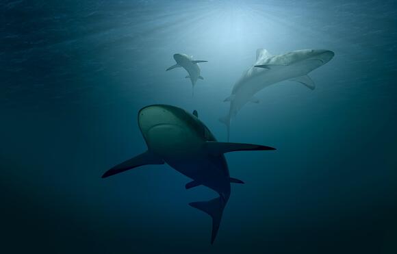 Florida’s Growing Shark Problem – Scientists Explain Why It’s Getting ...