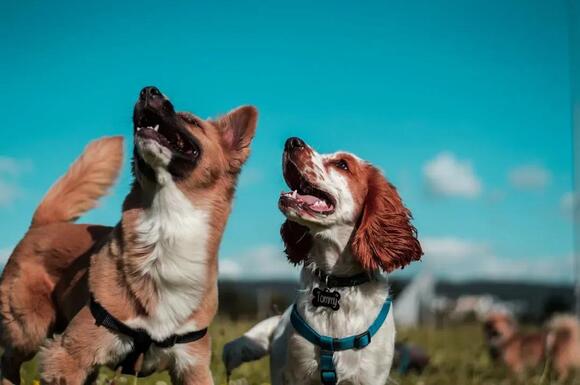 7 Subtle Ways Your Dog Is Trying to Tell You They’re in Physical Pain ...