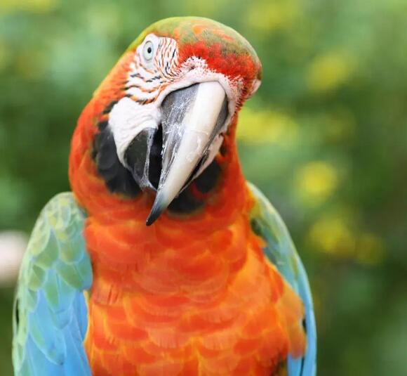 10 Unique Pet Birds Known for Their Intelligence and Personalities ...