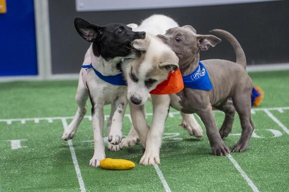 Team Fluff comes back to beat Team Ruff in down-to-the-wire Puppy Bowl ...