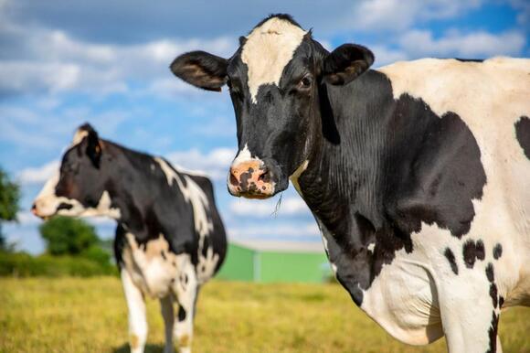 Beloved Connecticut dairy plant closing after 140 years, cutting more ...