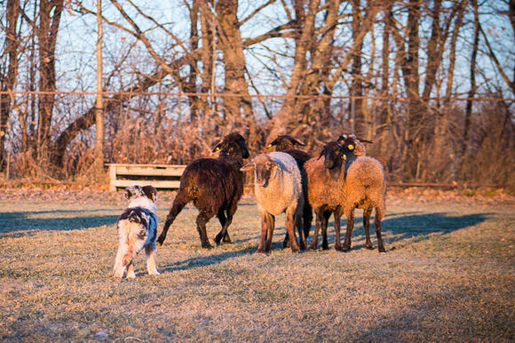 10 Facts About the Miniature American Shepherd: 8 Essential Care Tips ...