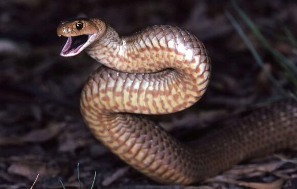 Why The Eastern Indigo Snake Is So Important to North America - NewsBreak