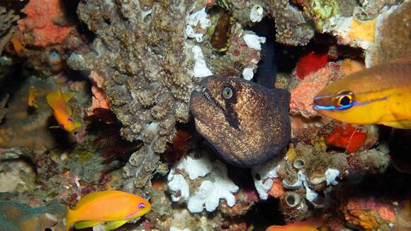 How the Moray Eel Hunts With a Second Set of Jaws - NewsBreak