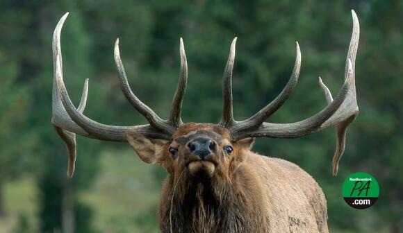 Pa. Elk cam is live