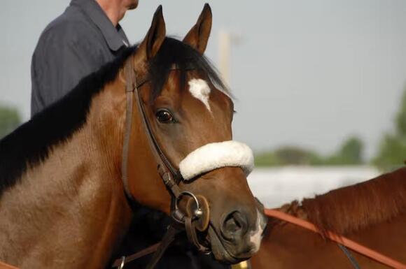 Kentucky Derby winner Barbaro shattered leg in Preakness Stakes tragedy ...