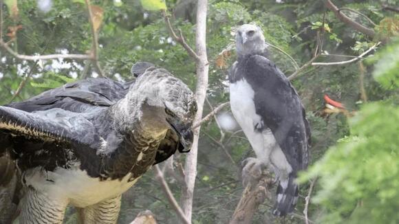 15 Fascinating Facts About the Harpy Eagle - NewsBreak