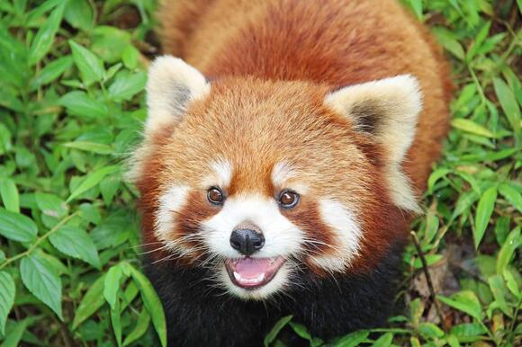 What Makes Red Pandas So Adorable - NewsBreak