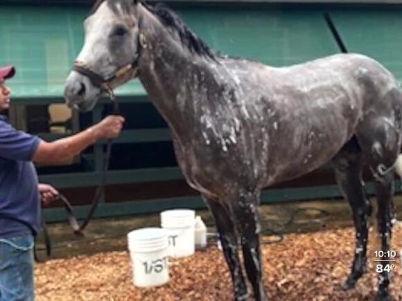 Winners of Kentucky Derby, Preakness Stakes excited ahead of Belmont Stakes