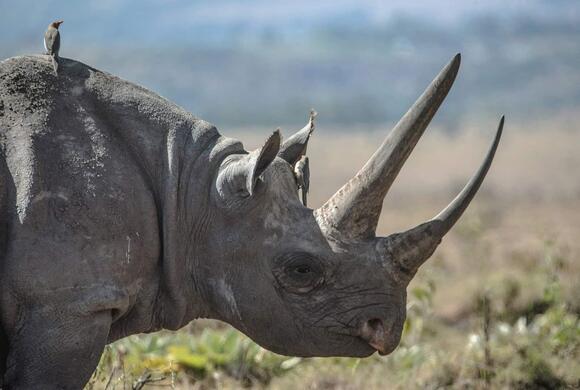 15 Rhino Behaviors That Surprise Researchers - NewsBreak