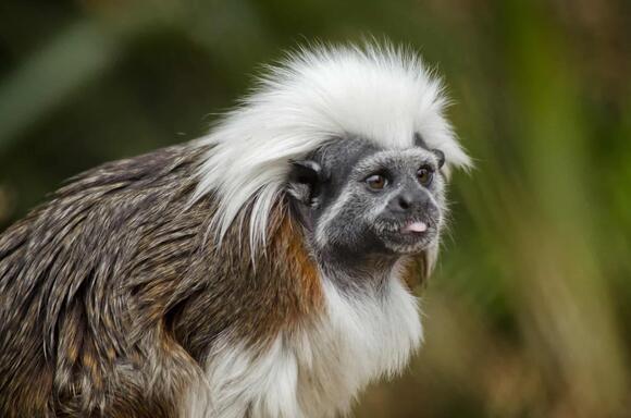 The Cutest Monkey Species on Our Planet - NewsBreak