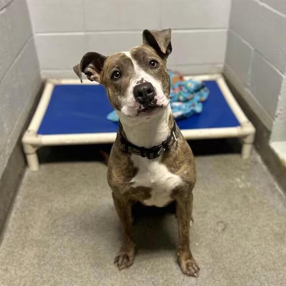 🐶 Playful, Gentle & Loyal Dogs Ready for Adoption in Huntsville - NewsBreak