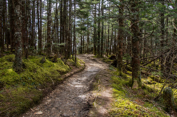 Scenic Trails In The Great Smoky Mountains - NewsBreak