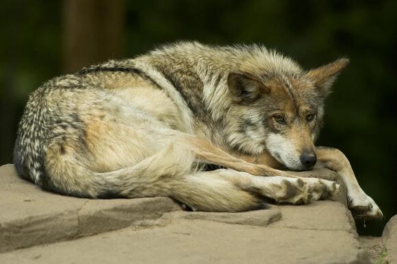 What Should You Do If You See a Wolf In Your Minnesota Backyard - NewsBreak