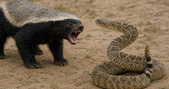 8 Features That Make Badgers So Formidable - NewsBreak