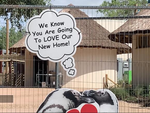 Cameron Park Zoo preps for new penguin exhibit opening