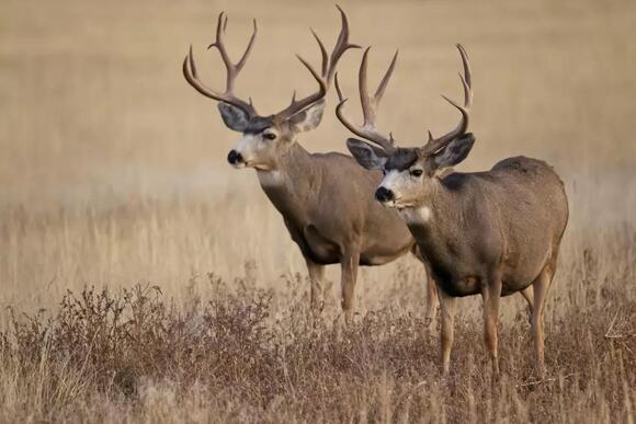 Get Ready For An Eye-opening Look At Wildlife Management - NewsBreak