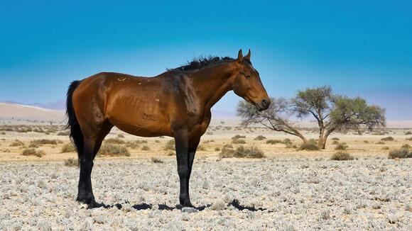 12 Fascinating Facts About Wild Mustangs - NewsBreak