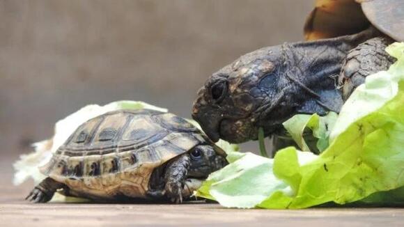 12 Fascinating Facts About Box Turtles That Reveal Their Secret Lives ...