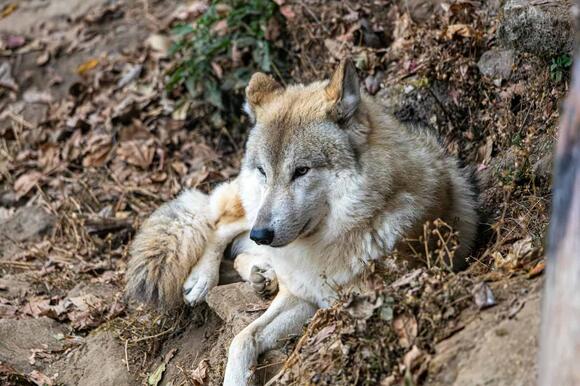 12 US States Where Wolves Are Making a Comeback - NewsBreak